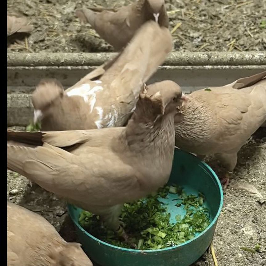 Голуби жёлтые бойные армянские