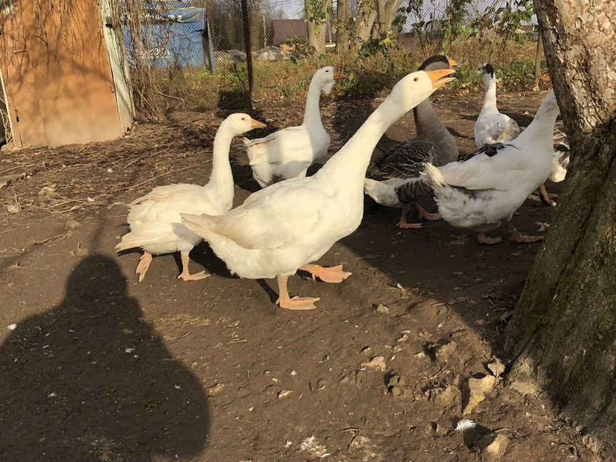 Продаю домашнюю птицу