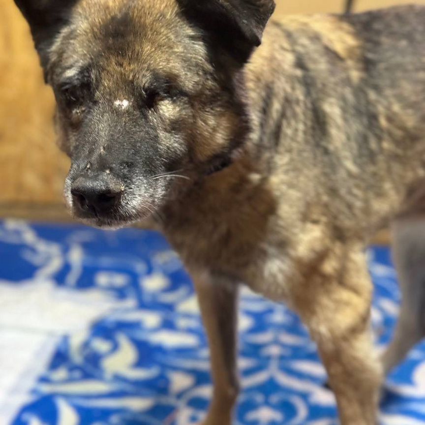 Джорджи выкололи глаз, издевались и выкинули