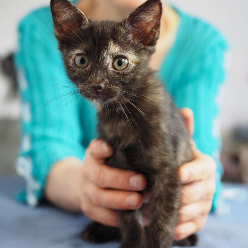 Котята Жужа и Лили