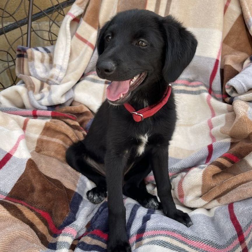 Щенок 3 месяца девочка Салли
