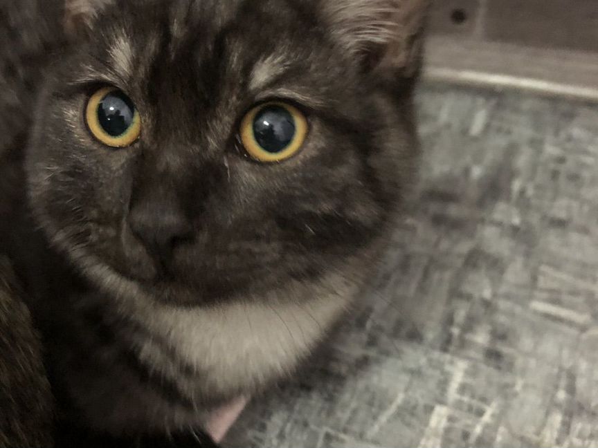 Котики