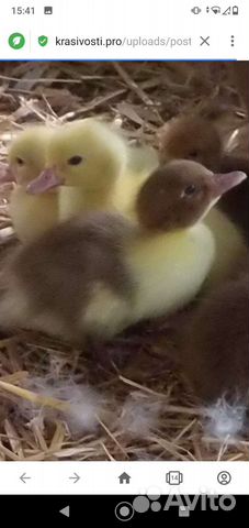 Утята индоутки