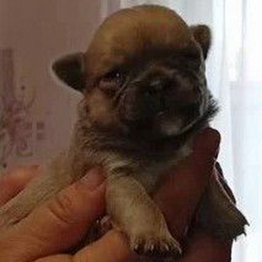 Чихуахуа, щенок