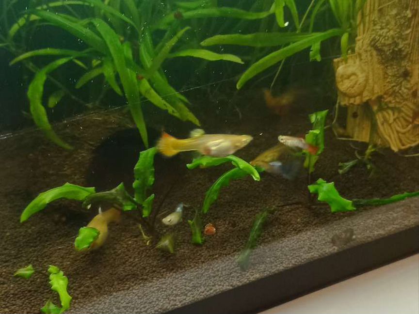 Аквариумные рыбки гуппи