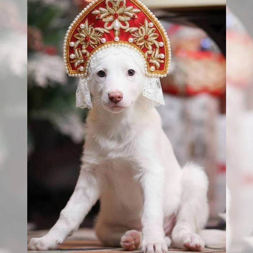 Щенок в добрые руки