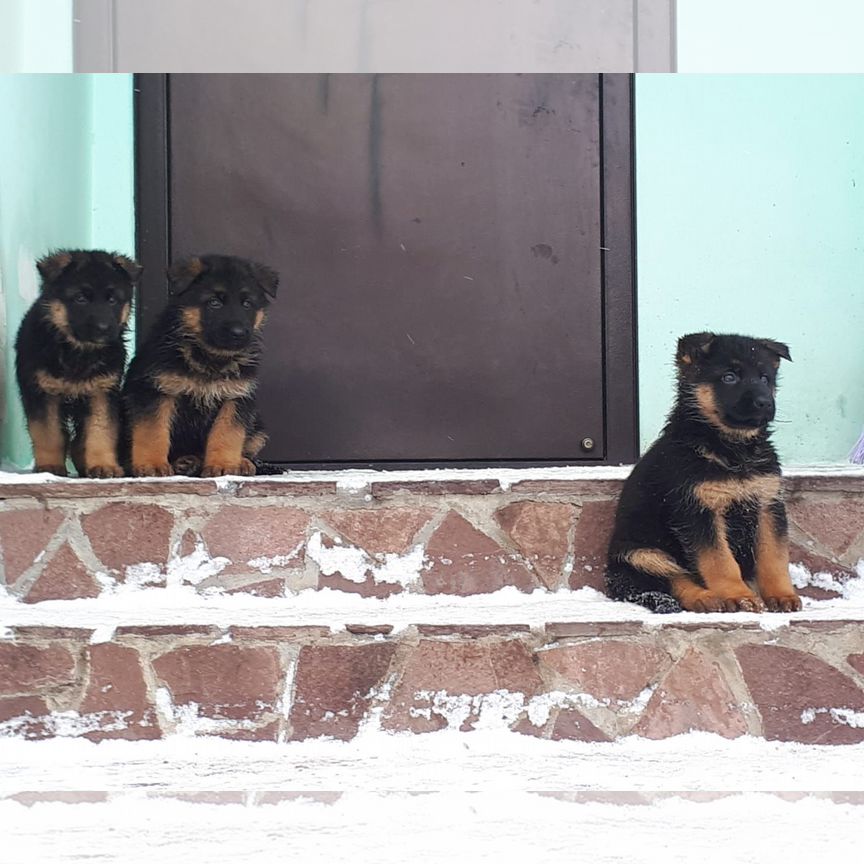 Щенки немецкой овчарки с документами