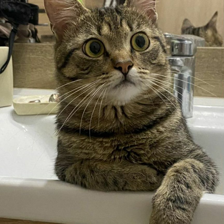 Кот Мартин