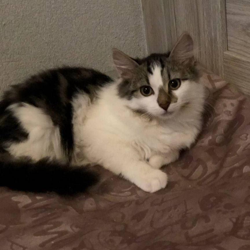 Котёнок девочка