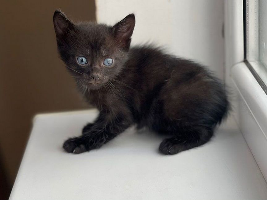 Котенок мальчик Уголек мечтает стать домашним