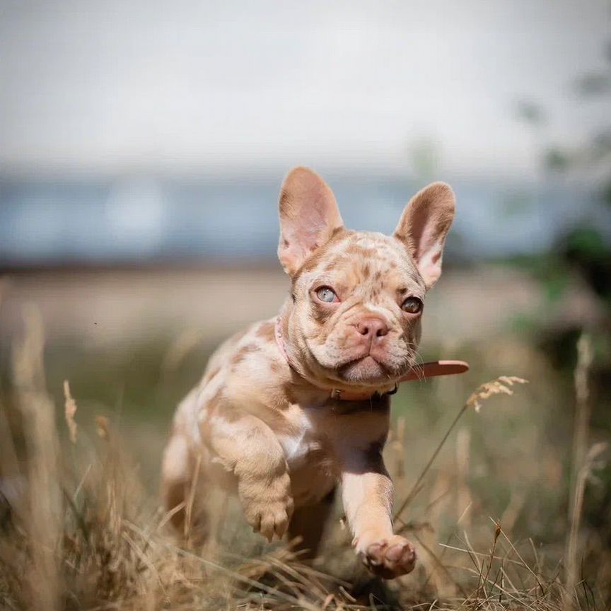 Взрослые бульдоги