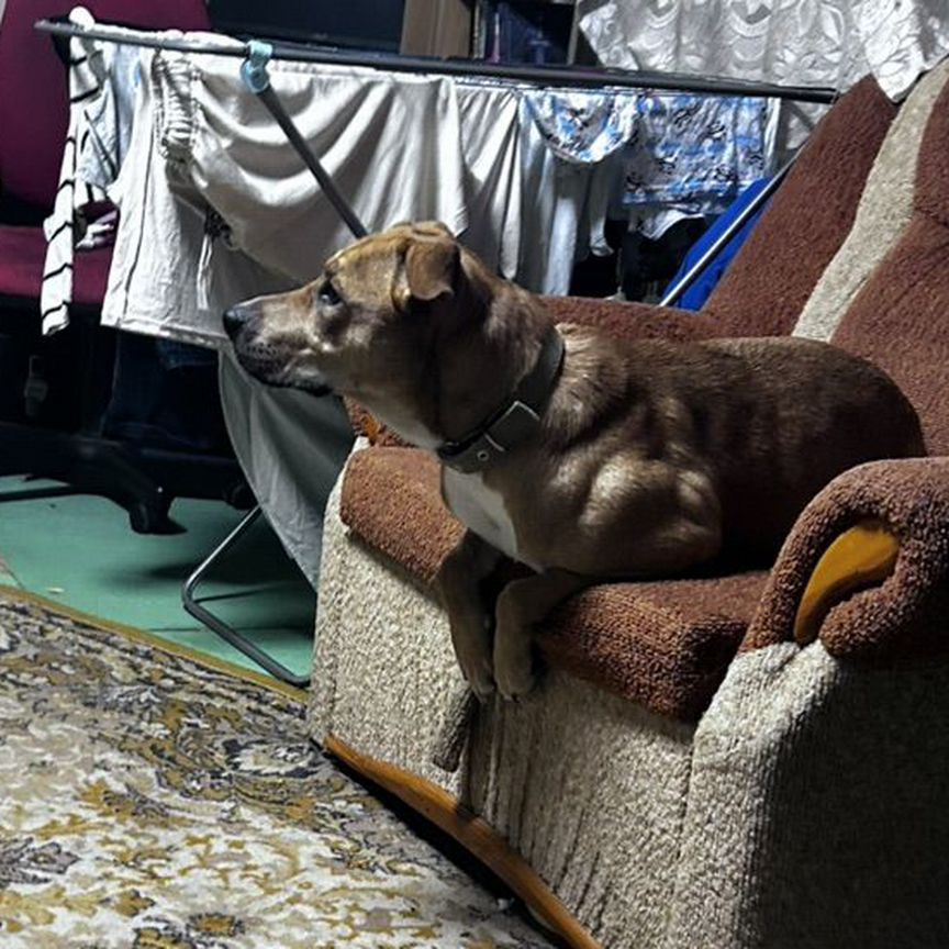 Взрослая собака в добрые руки