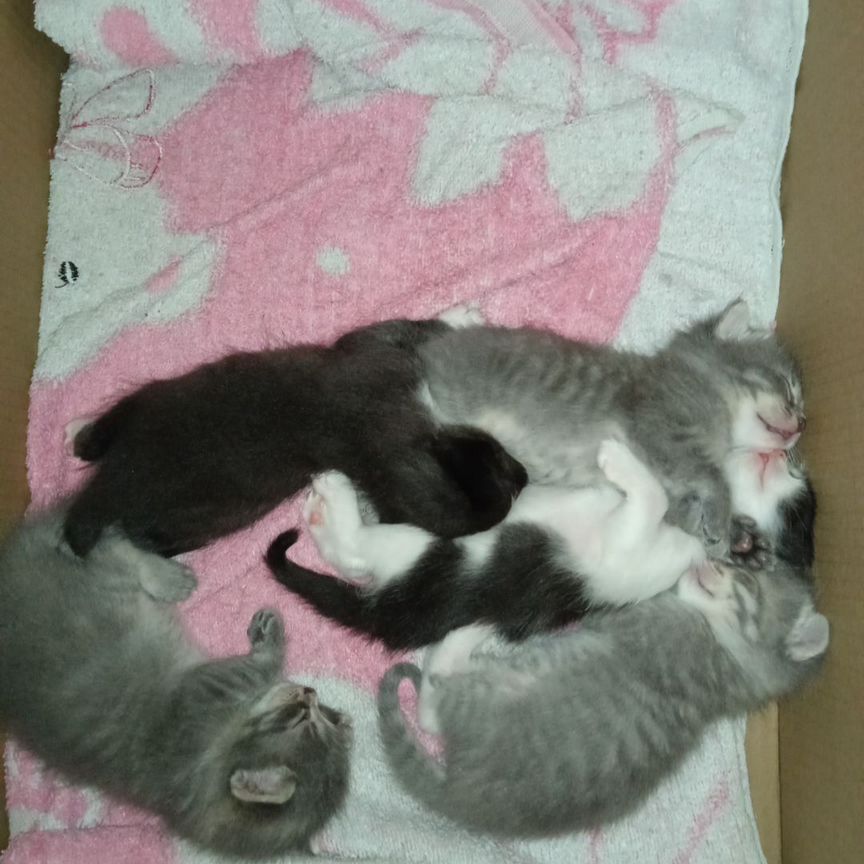 Котята в добрые руки