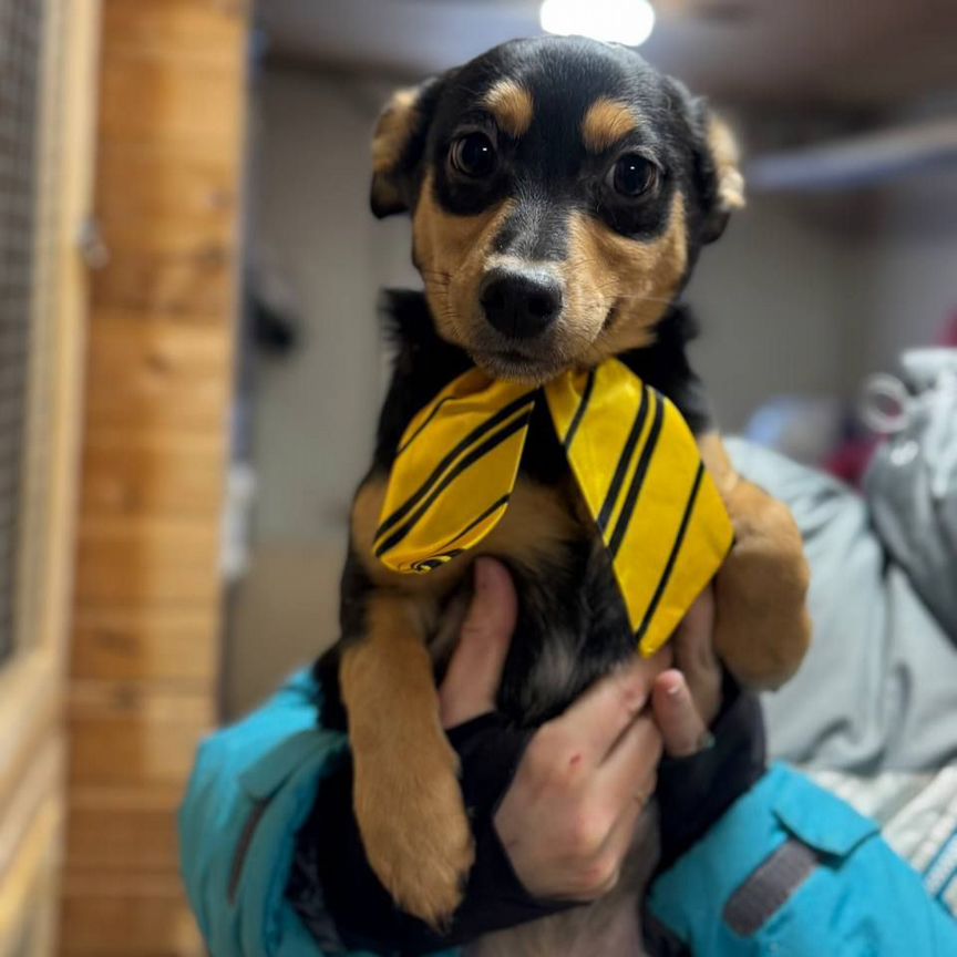 Щенок в добрые руки