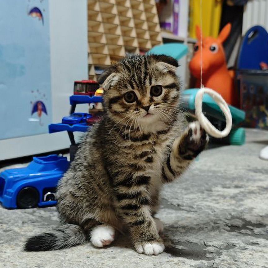 Шотландский вислоухий короткошёрстный котёнок
