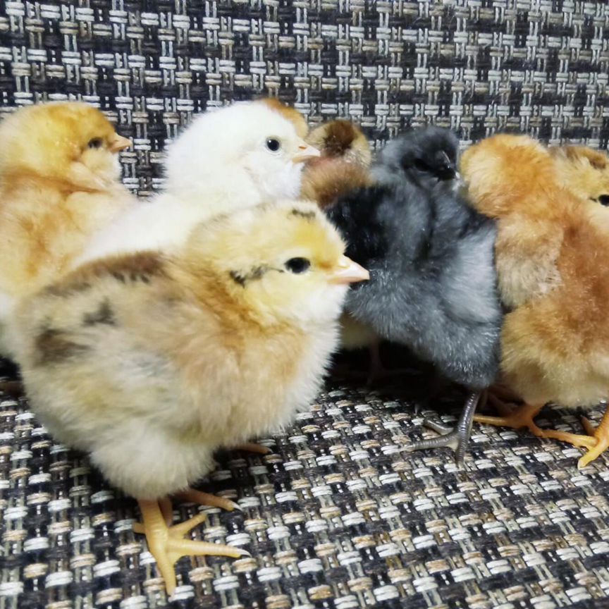 Цыплята подрощенные