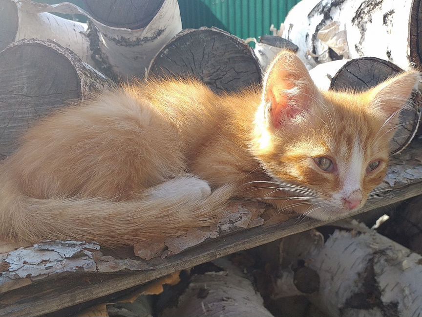 Чудесные котята от кошки-мышеловки