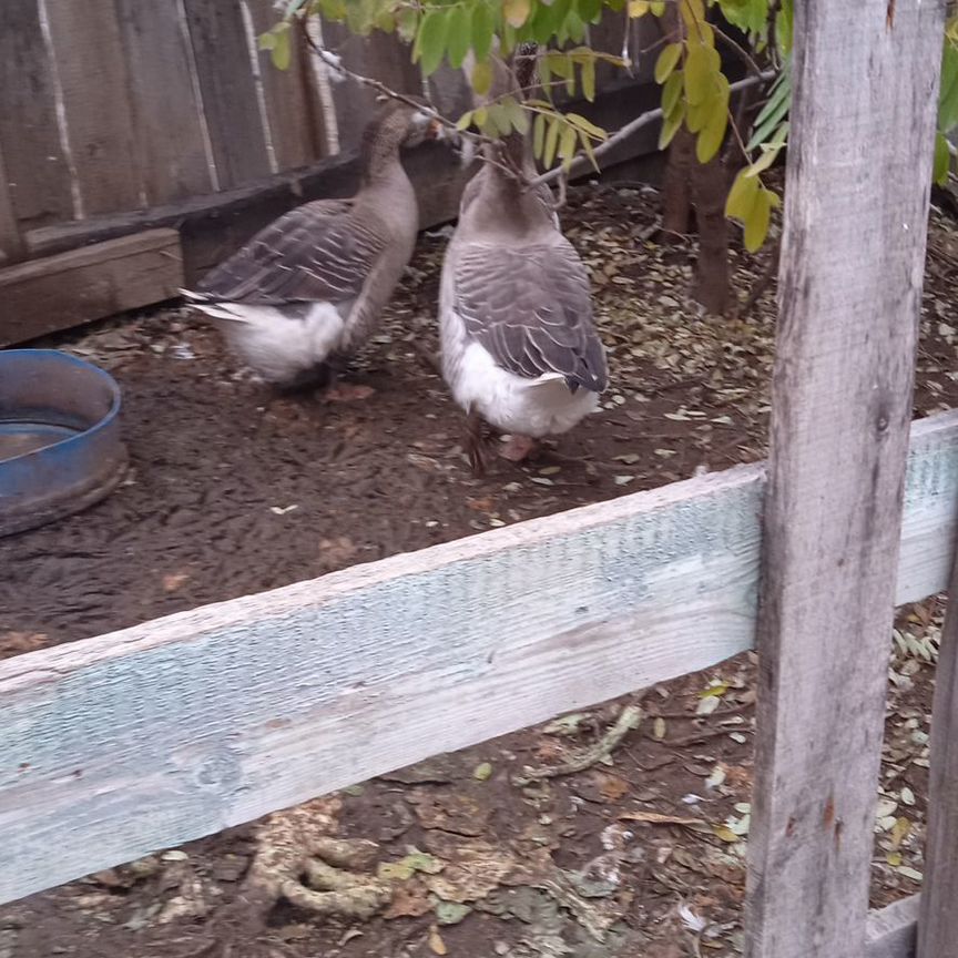 Продам семью гусей