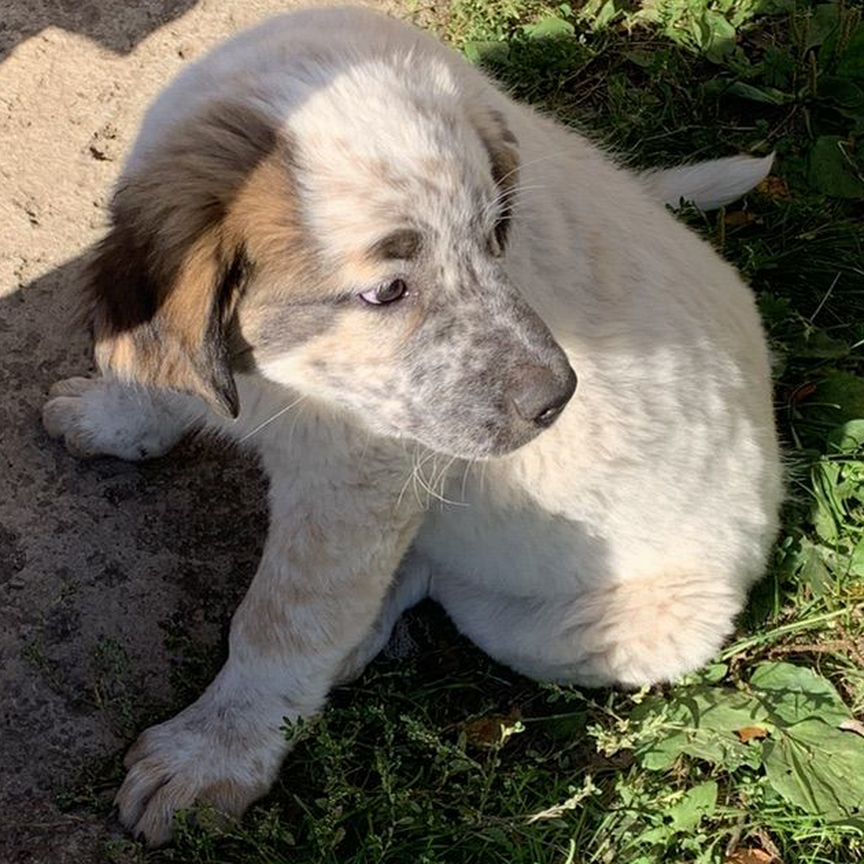 Породистый щенок в добрые руки