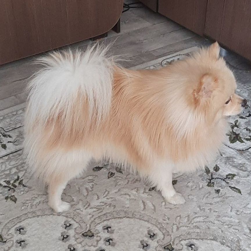 Отдам в добрые руки