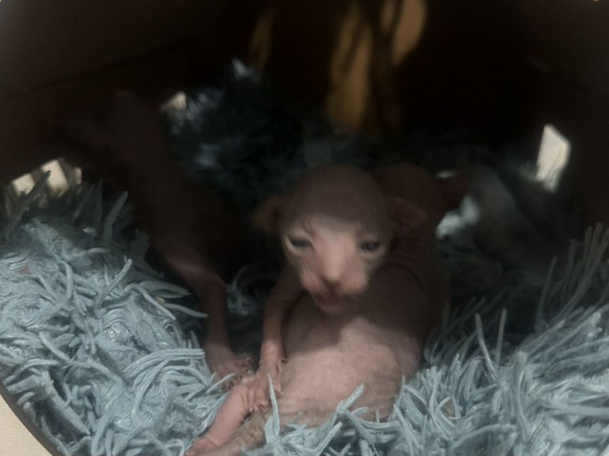 Донской сфинкс котята