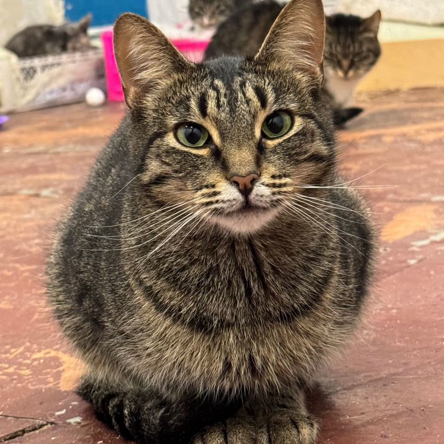 Кошка Николь из приюта ищет дом