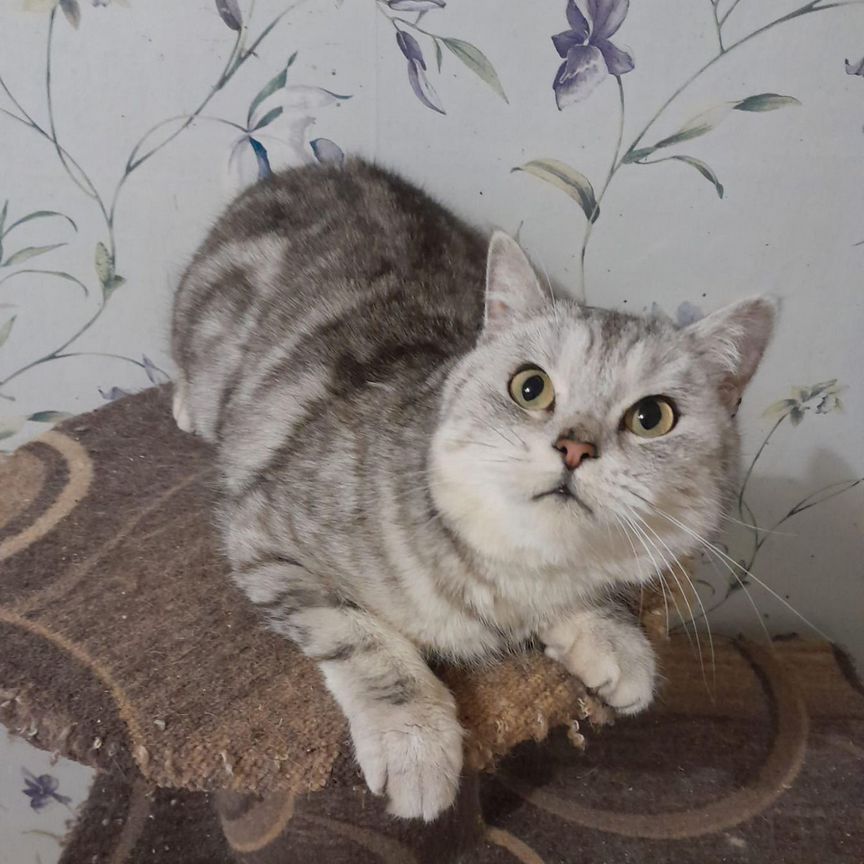 Шотландская кошка ищет дом и хозяев