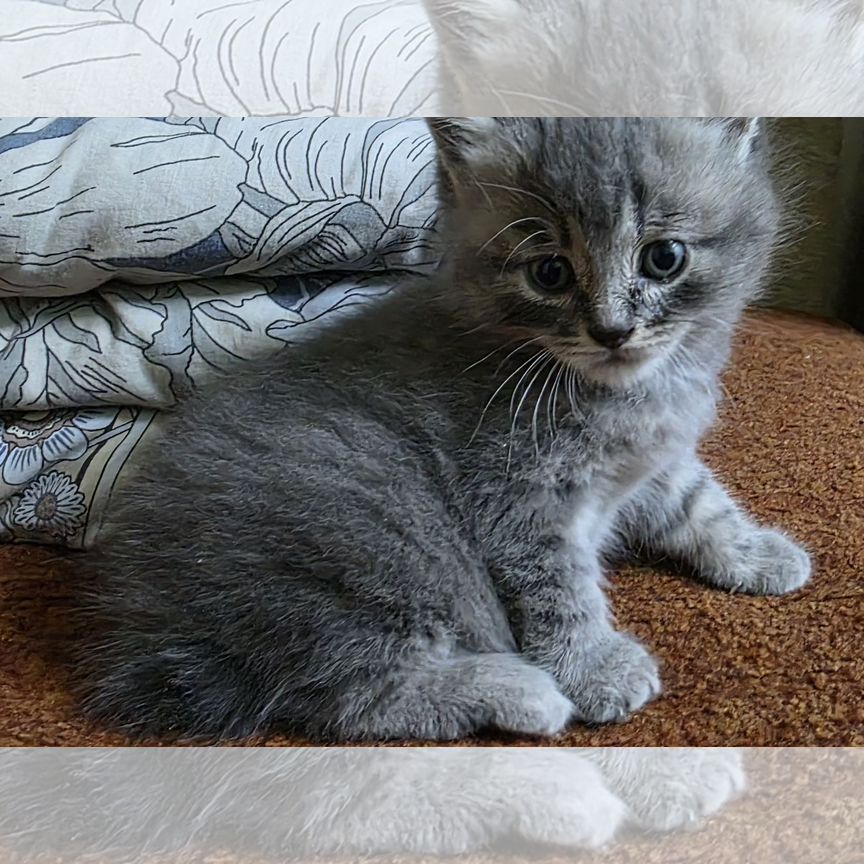 Курильский бобтейл длинношёрстный котёнок