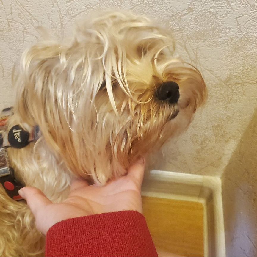 Йоркширский терьер