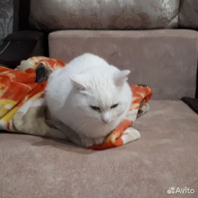 Кошка бобтейл белая