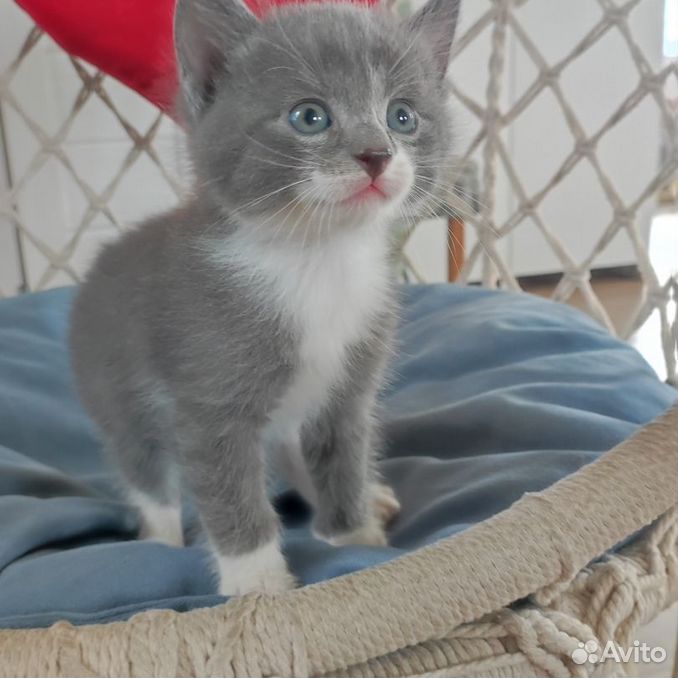 Котята породы русская голубая