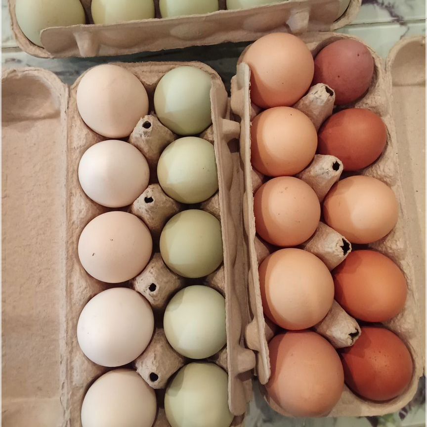 Куры.домашнее яйцо