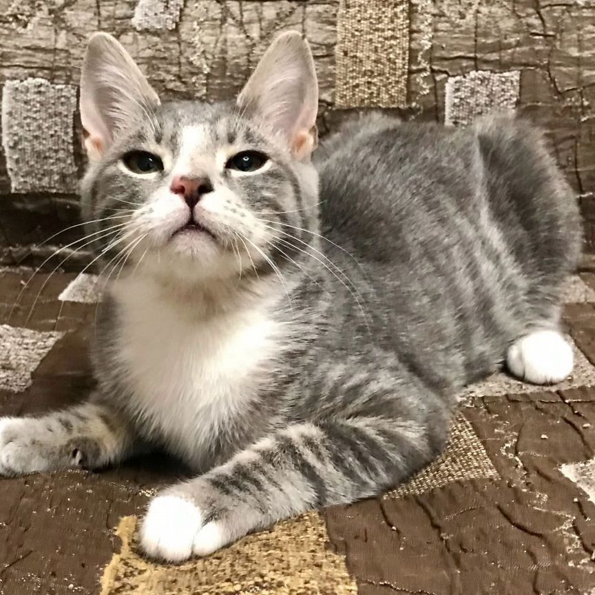 Серебристая кошка