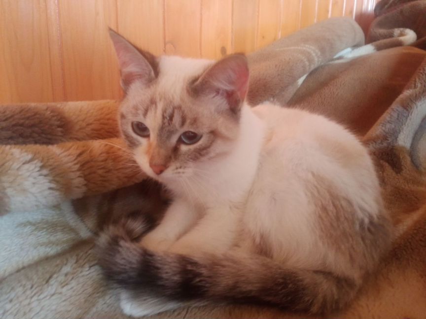 Котенок в добрые руки