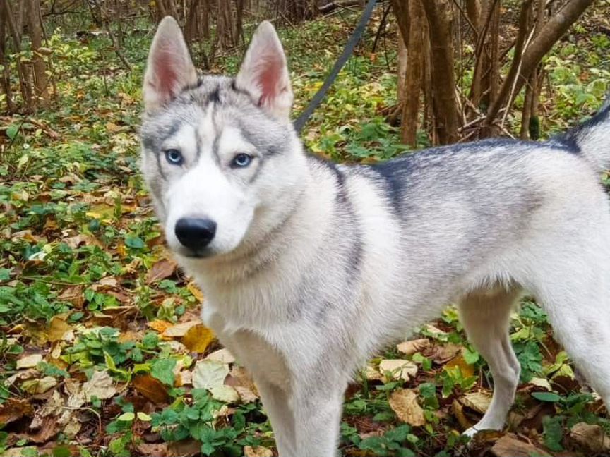 Сибирский хаски