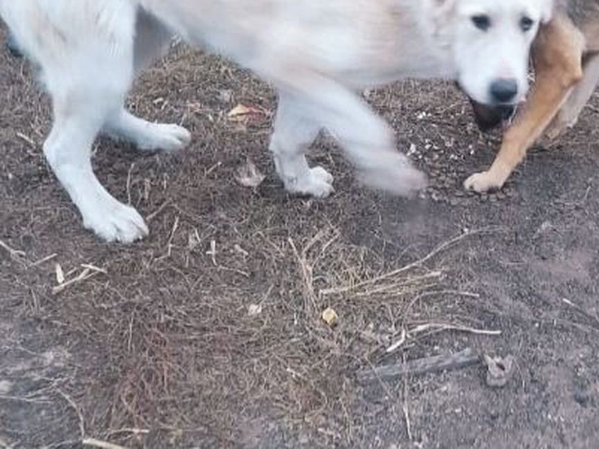 Среднеазиатская овчарка алабай