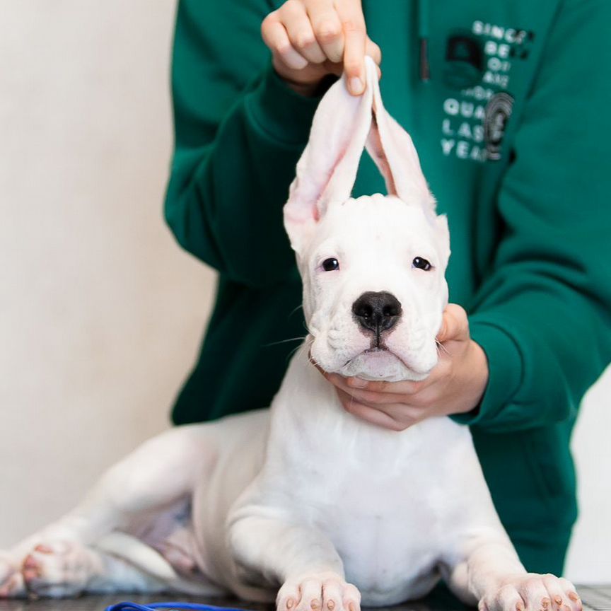 Аргентинский дог, щенок