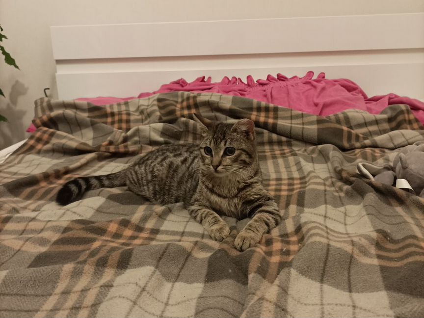 Котики 6-7 мес