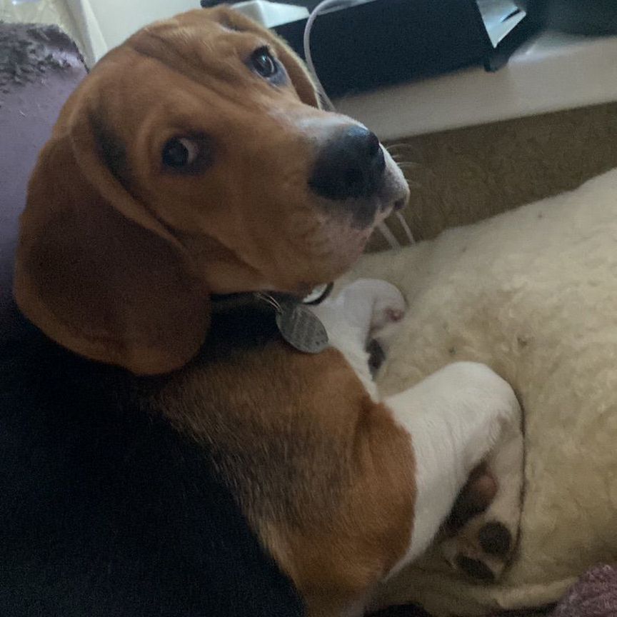 Отдать в добрые руки соьаку