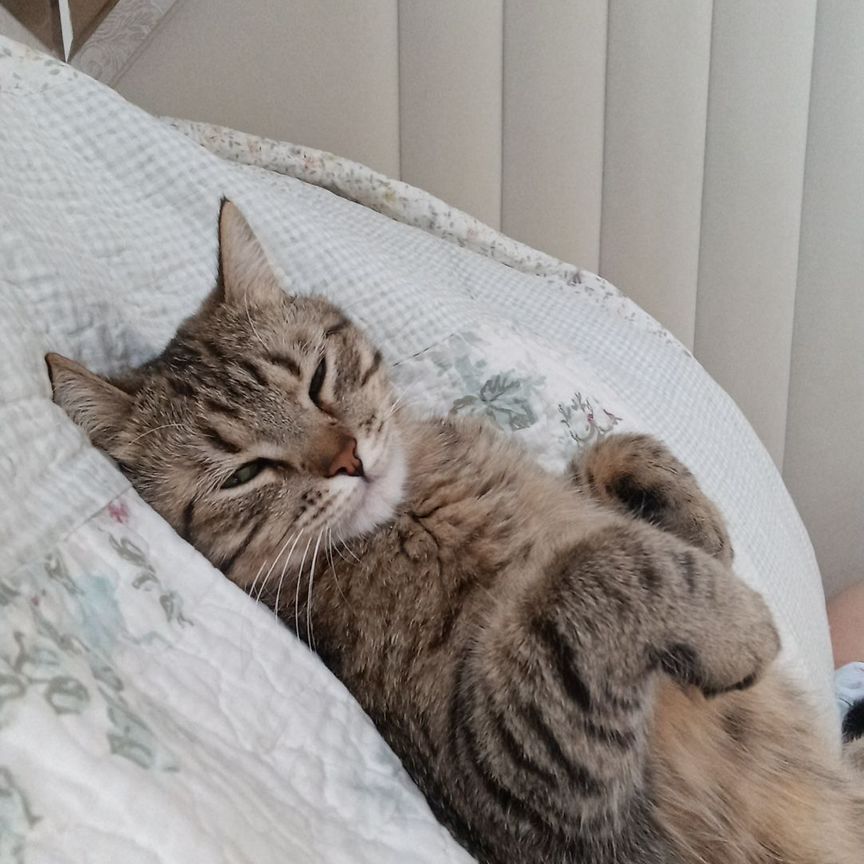 Отдам бесплатно кота