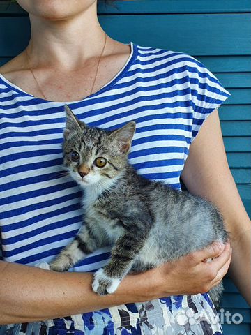 Девочка Миша котенок