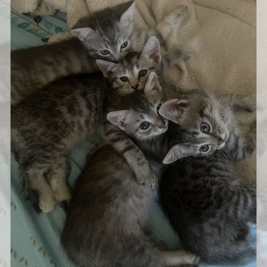 Котята в добрые руки