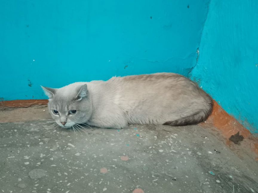 Кошка
