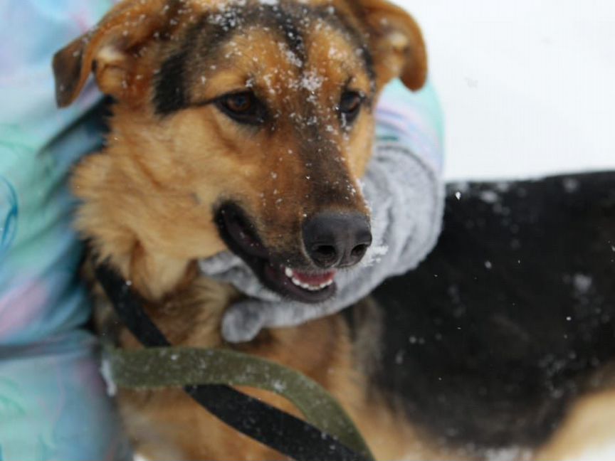 Спасите ласковую Флору из приюта