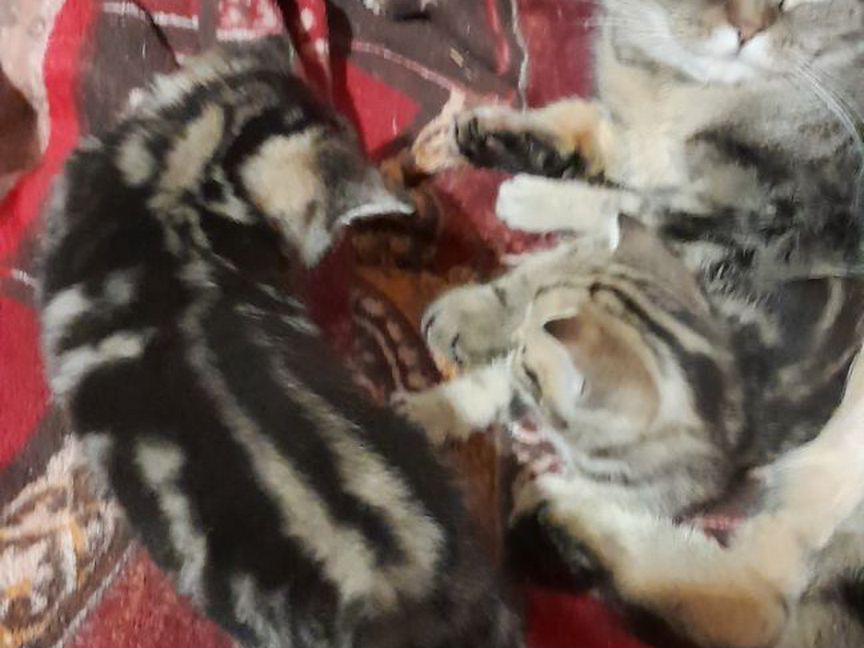 Кошки