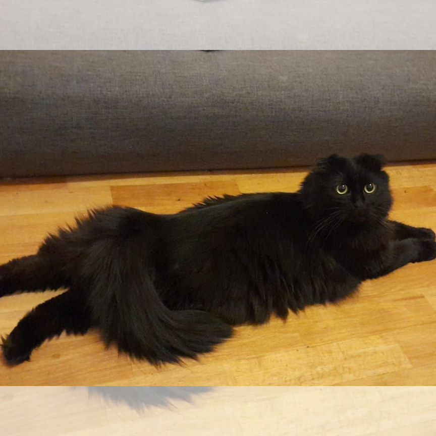 Кот Филя