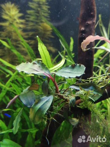 Буцифаландра