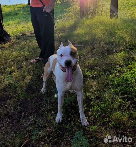 Амстафф вязка