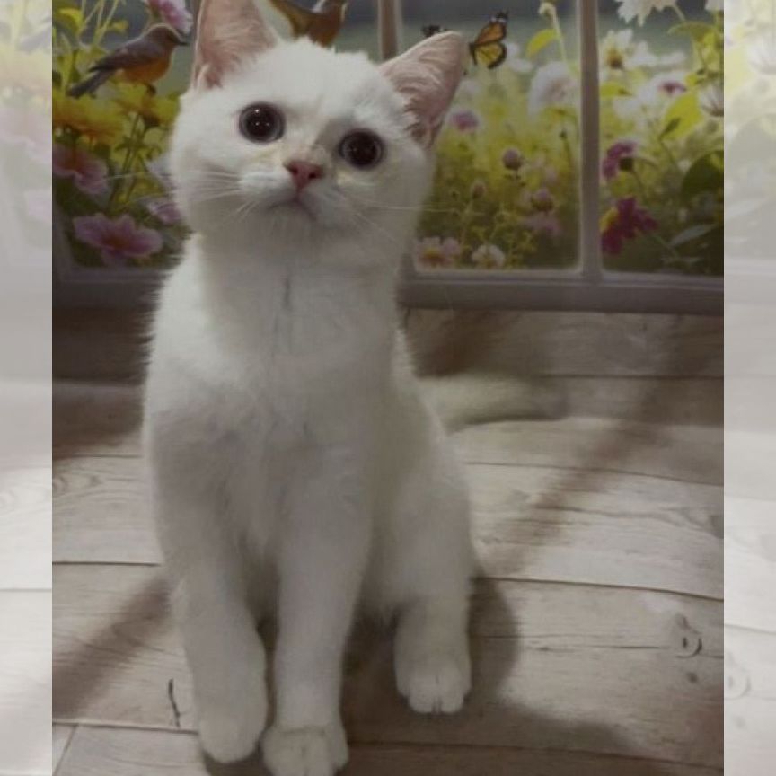 Шотландский прямоухий короткошёрстный котёнок