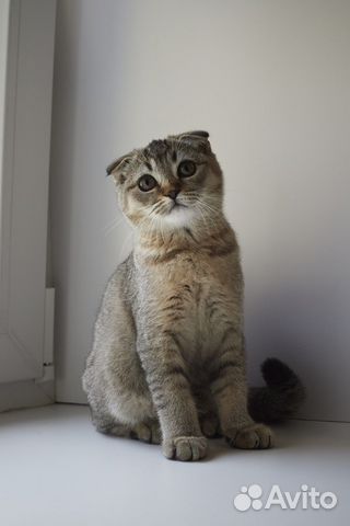 Шотландская вислоухая кошка